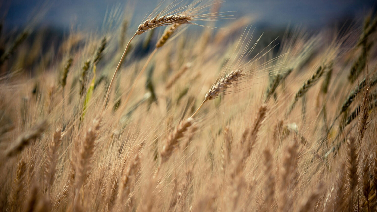 Early Bird Farm & Mill - Stone Ground Flour